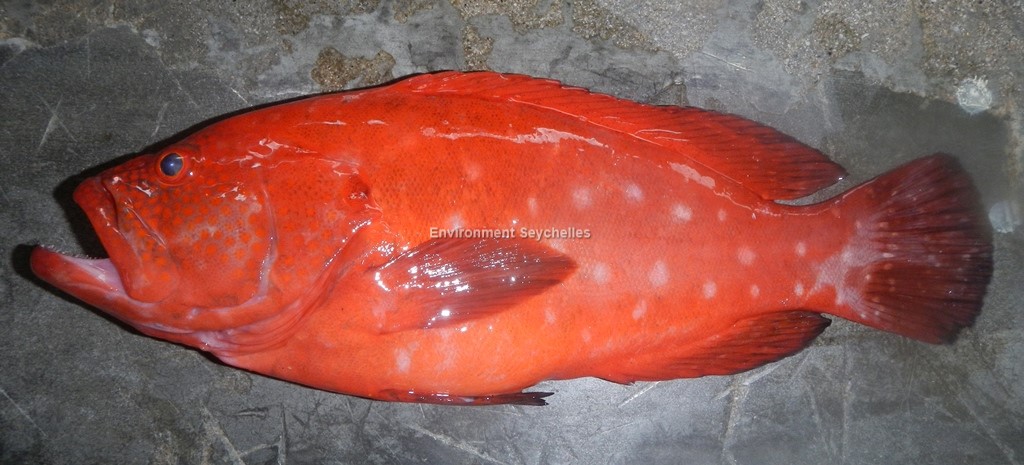 Cephalopholis sonnerati (Valenciennes, 1828) - Seatizens