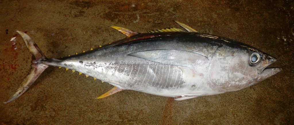 Thunnus albacares (Bonnaterre, 1788) - Seatizens