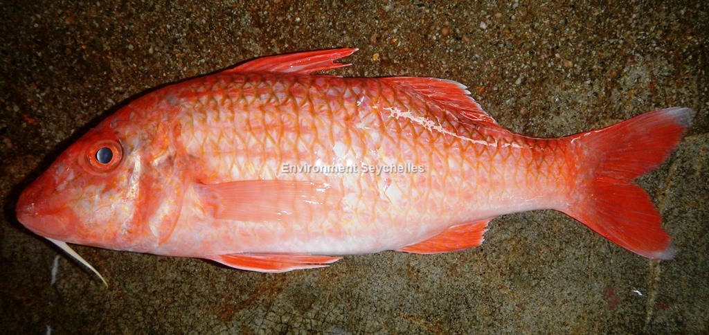 Parupeneus ciliatus (Lacepède, 1802) - Seatizens