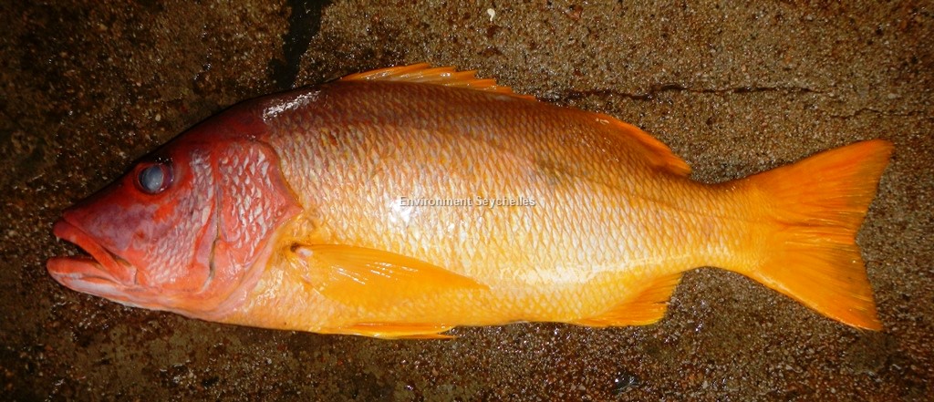 Seatizens – Seychelles Species Identification Portal!