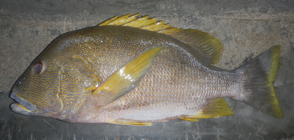 Seatizens – Seychelles Species Identification Portal!